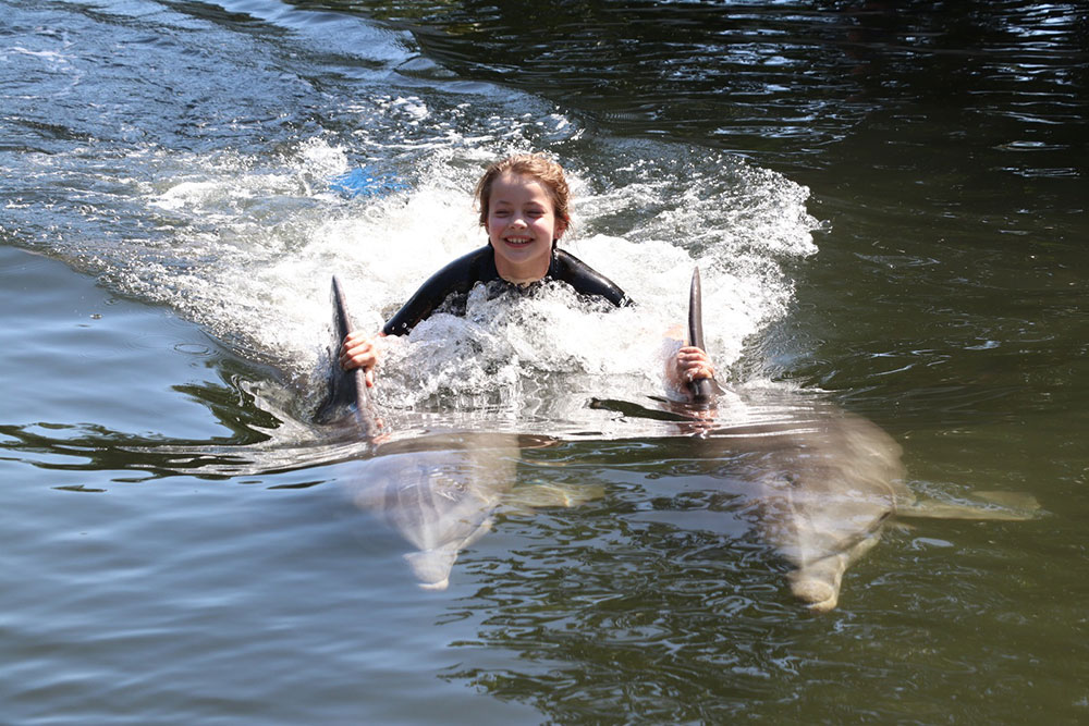 Swimming With Dolphins Band